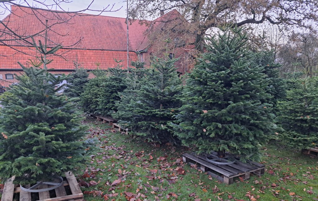 Weihnachtsbaum Am Sonntag Kaufen